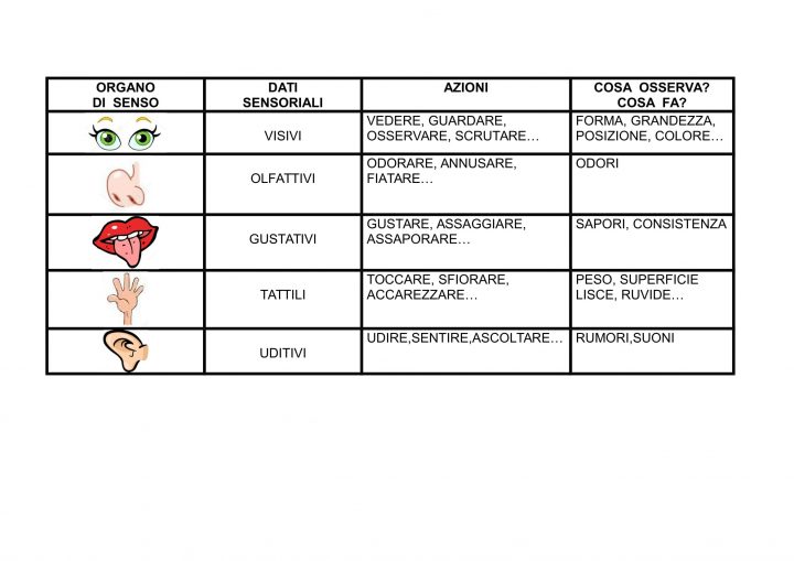 ORGANI DI SENSO | Blog di Maestra Mile