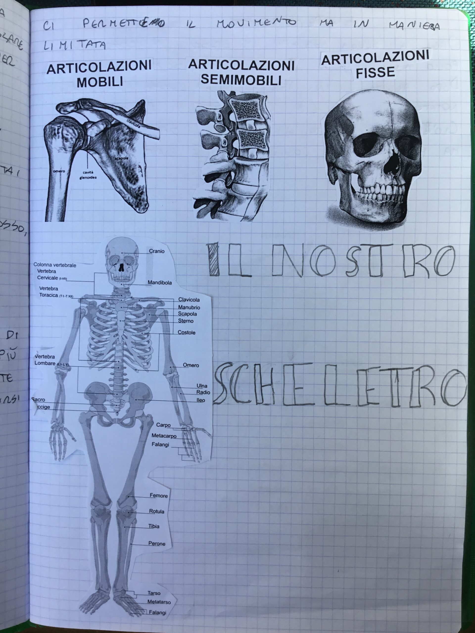 APPARATO LOCOMOTORE | Blog di Maestra Mile