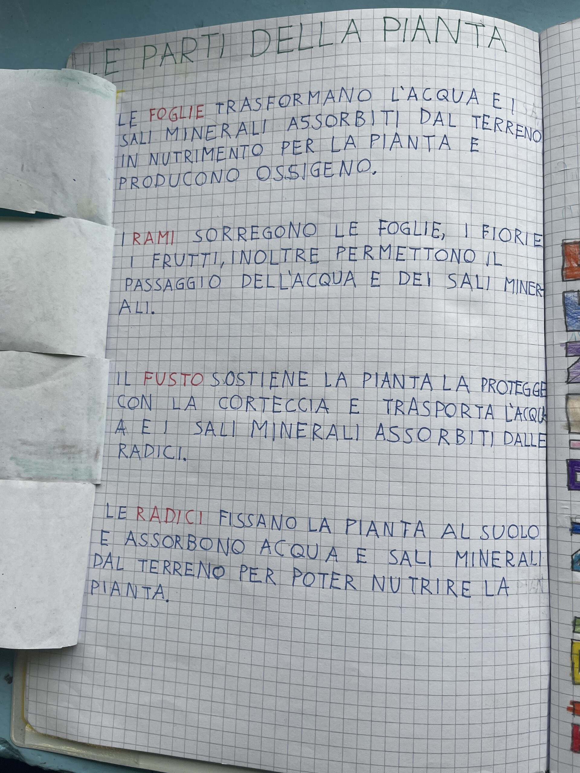 LE PARTI DELLA PIANTA | Blog di Maestra Mile